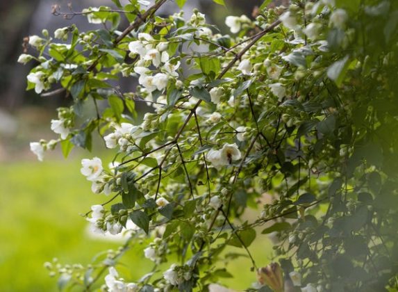 Indonesia's 3 National Flowers and Its Meaning - Saya Cinta Indonesia